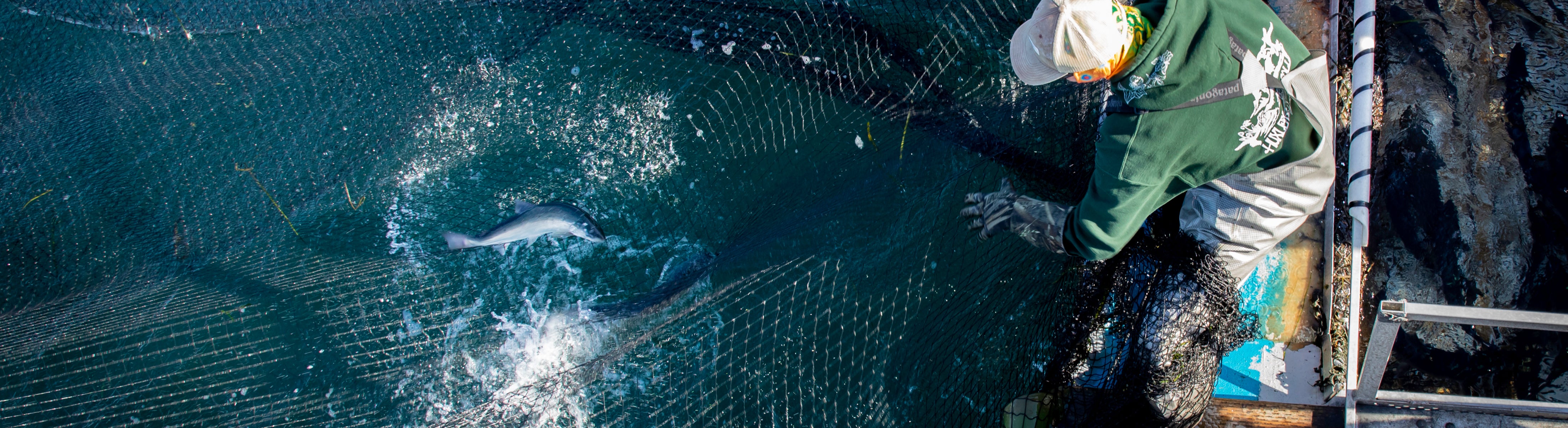 Buy Wild Salmon Online – Patagonia Provisions