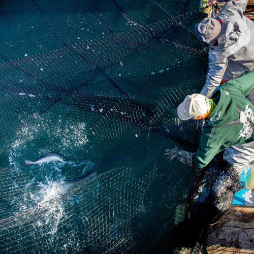 Buy Wild Salmon Online | Patagonia Provisions