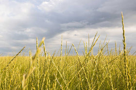 Kernza Perennial Grain Information – Patagonia Provisions