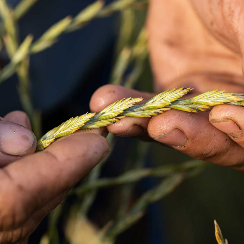 Kernza Perennial Grain Information – Patagonia Provisions