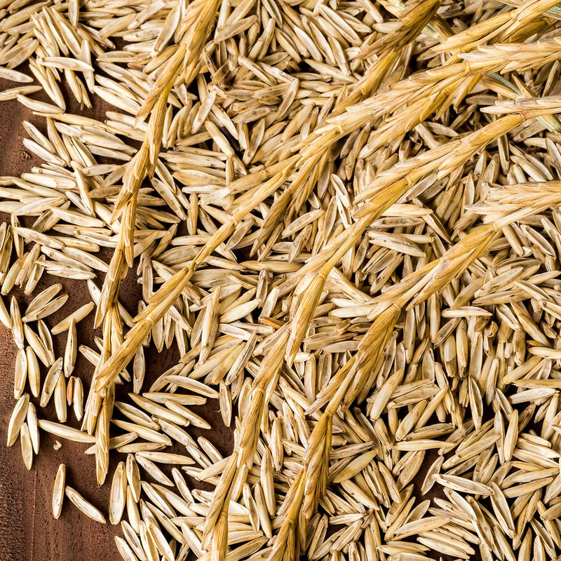 Kernza Perennial Grain Information – Patagonia Provisions