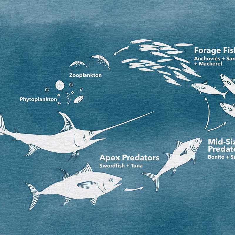 A Guide to Omega-3 Fatty Acids | Patagonia Provisions