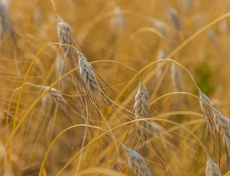 What is Regenerative Organic Agriculture? | Patagonia Provisions