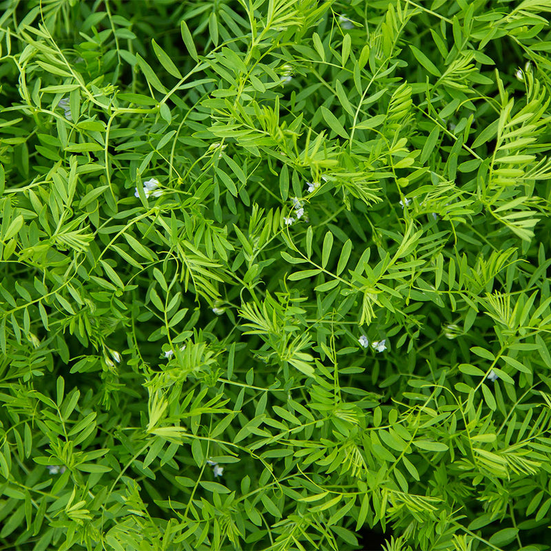 What is Regenerative Organic Agriculture? | Patagonia Provisions