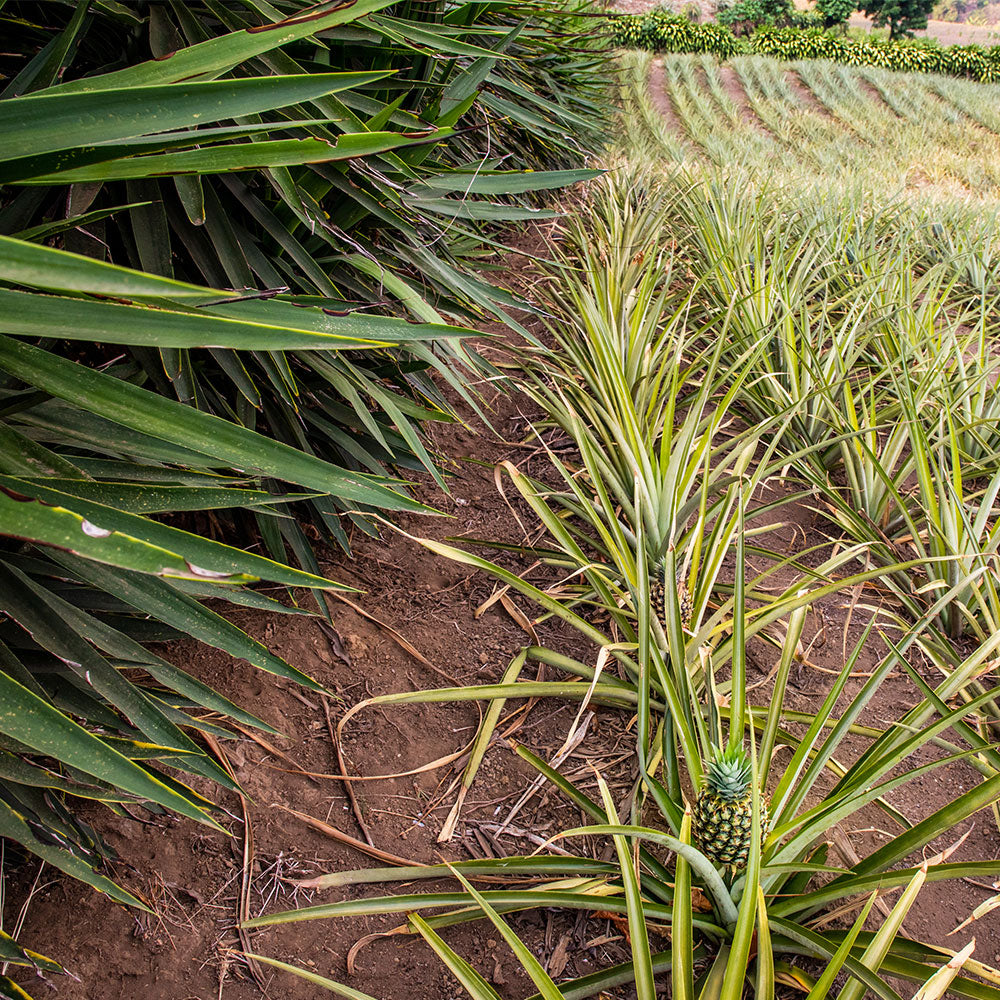 What is Regenerative Organic Agriculture? | Patagonia Provisions