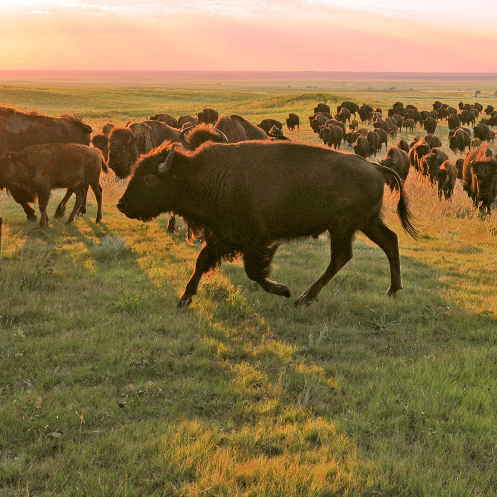 What is Regenerative Organic Agriculture? | Patagonia Provisions